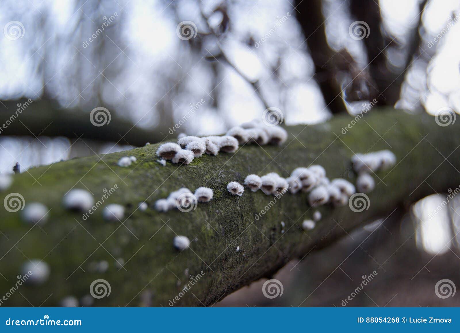 A Rotten Tree Branch with White Mushrooms Stock Photo - Image of ...