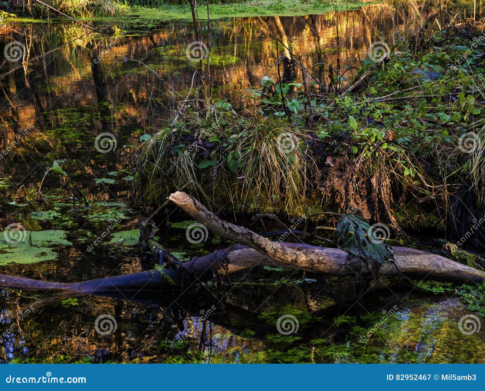 Rotten Tree Branches in a Marsh Stock Image - Image of autumn, nature ...