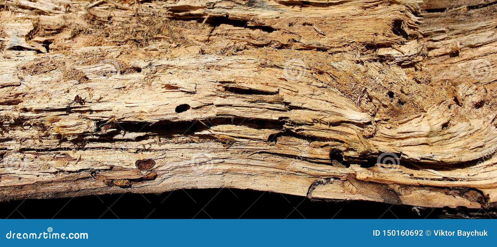 Rotten Tree. Expressive Background Stock Photo - Image of nature, wide ...