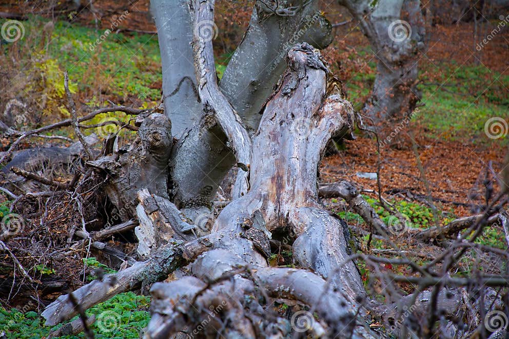 A rotten tree that fell stock photo. Image of plant - 351578702