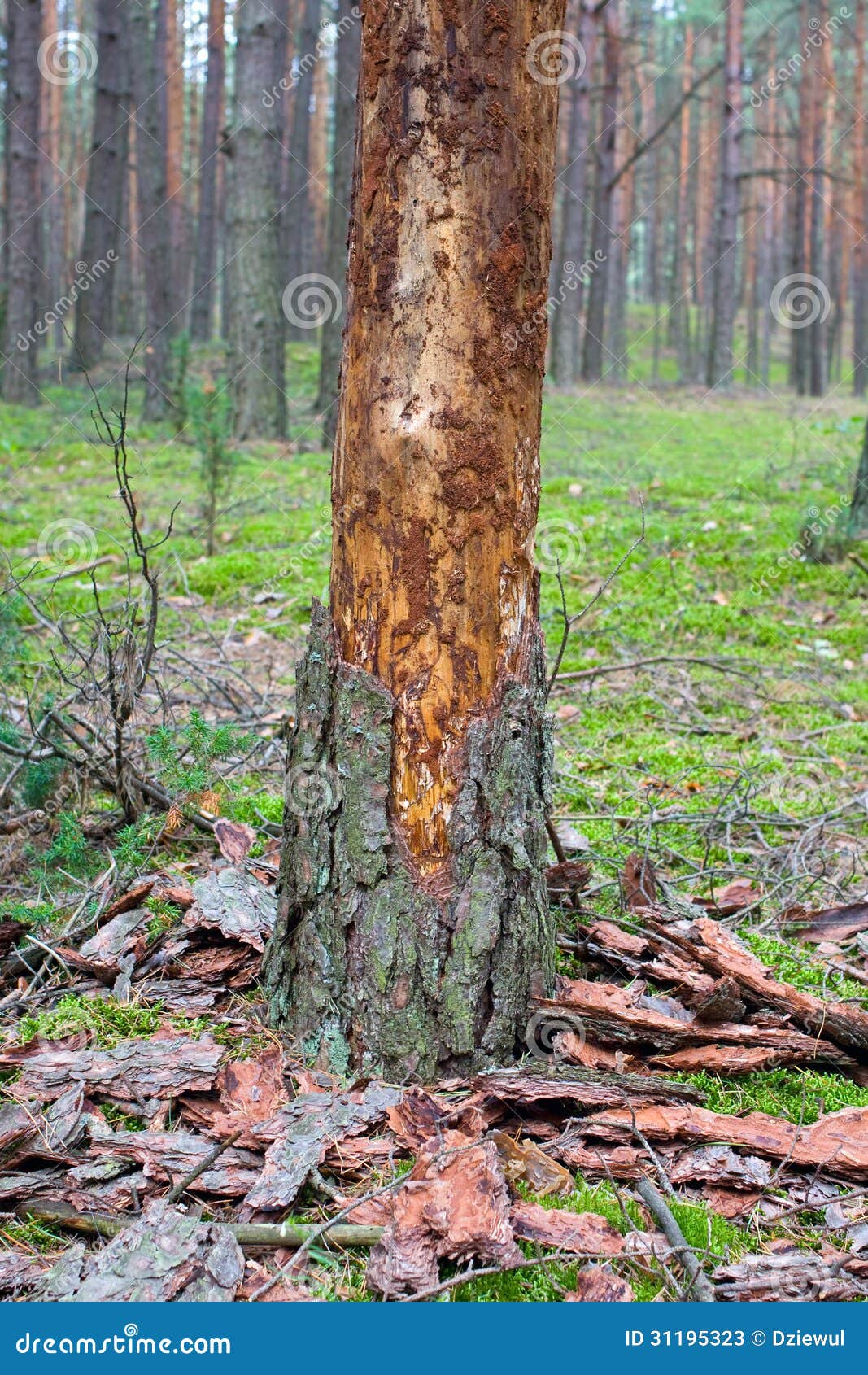 Rotten tree stock image. Image of lifeless, environment - 31195323