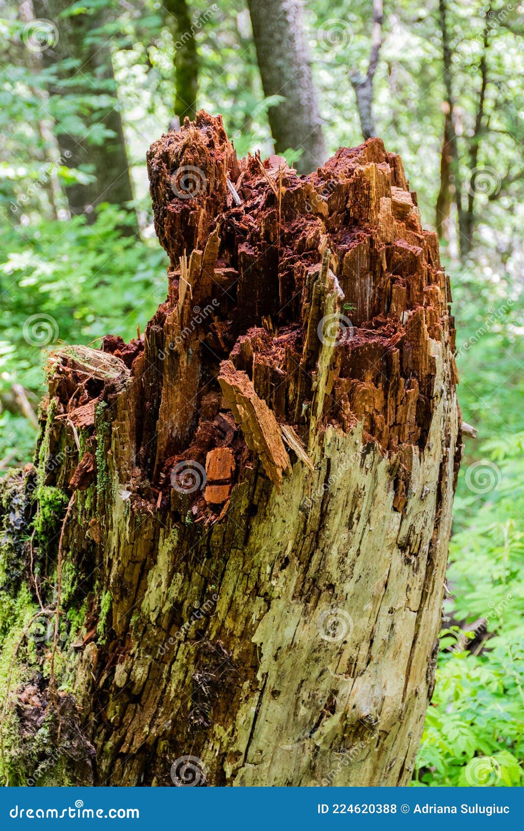 Rotten tree in the forest stock photo. Image of fell - 224620388