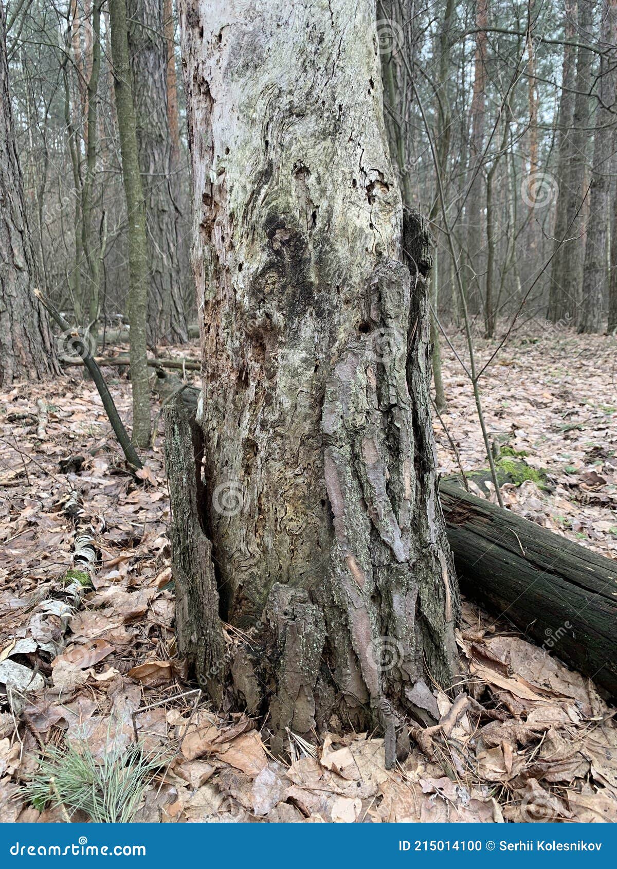 Rotten Tree in the Forest. Old Dry Tree Trunk. Dead Forest Plant Stock ...