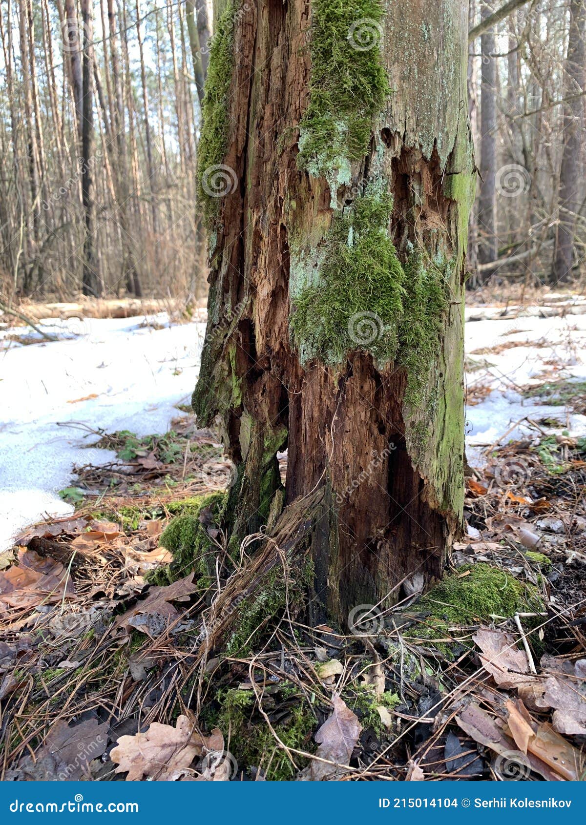 Rotten Tree in the Forest. Old Dry Tree Trunk. Dead Forest Plant Stock ...