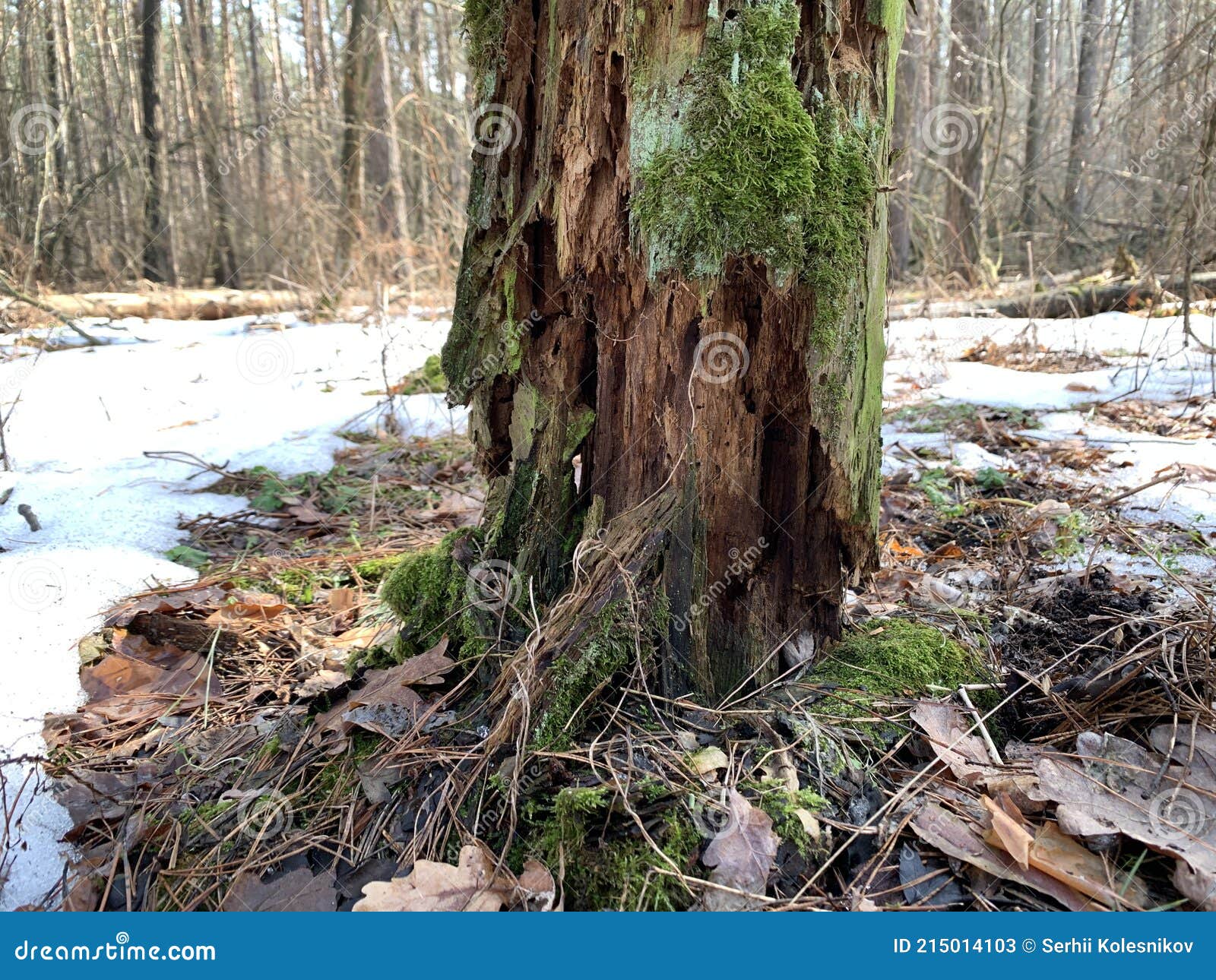 Rotten Tree in the Forest. Old Dry Tree Trunk. Dead Forest Plant among ...