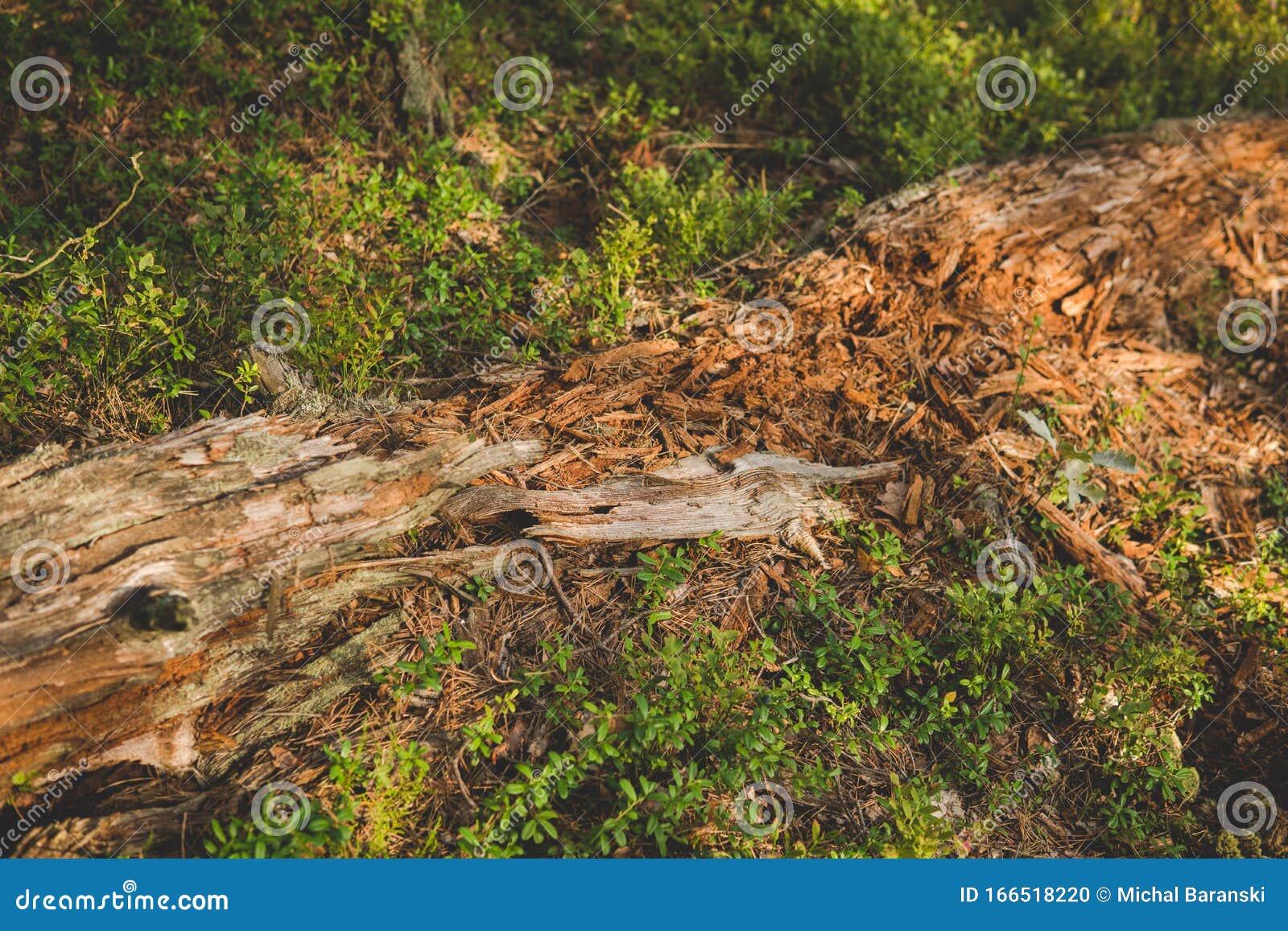 Rotten tree on the ground stock photo. Image of trunk - 166518220