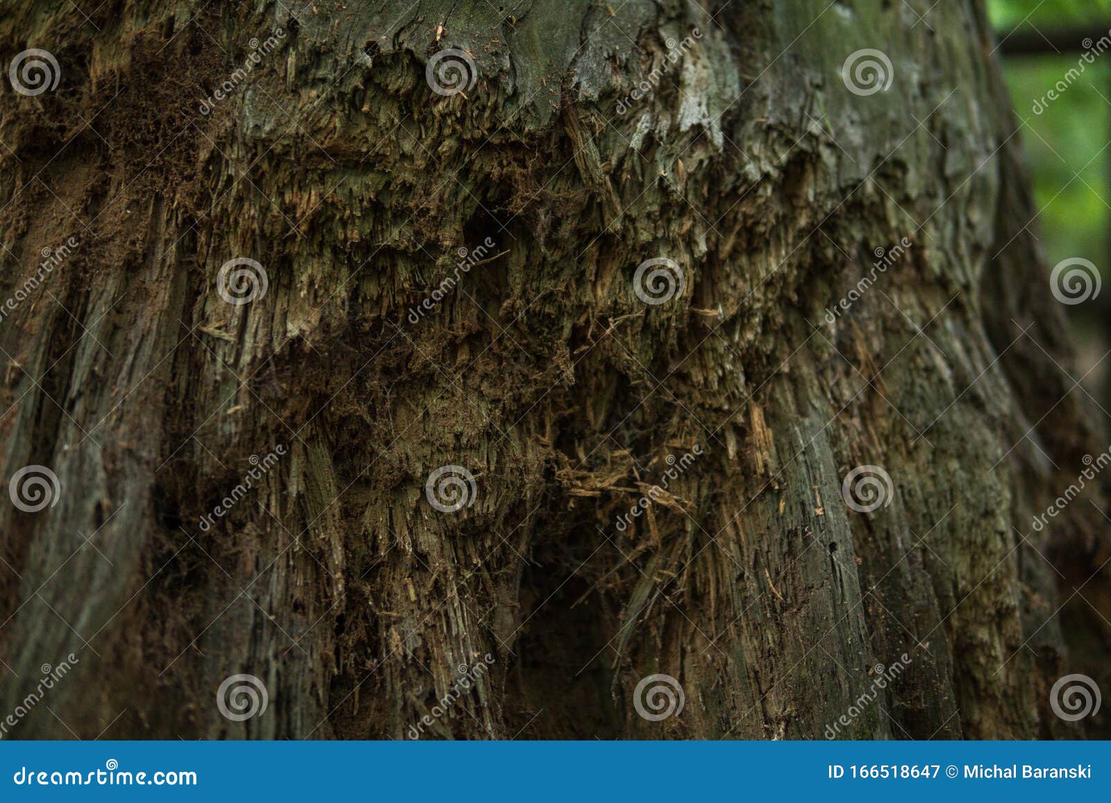 Rotten tree on the ground stock image. Image of nature - 166518647