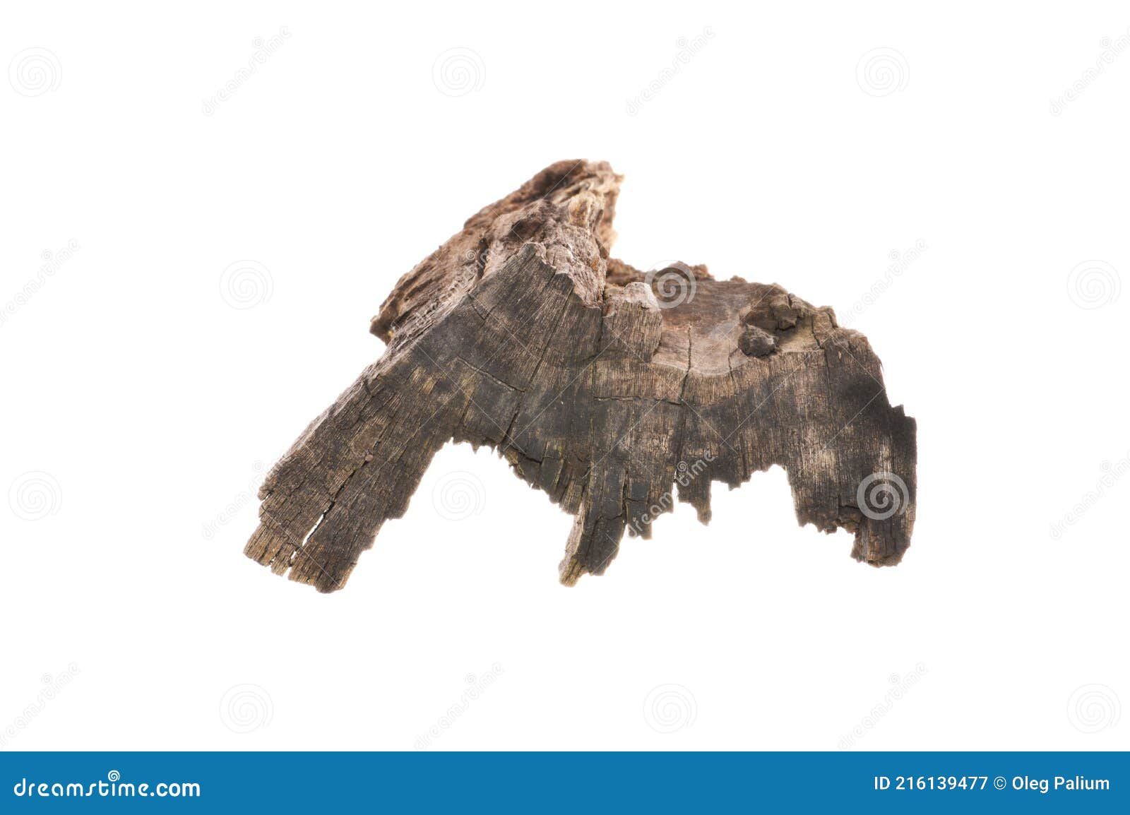 Rotten Tree Isolated on White Background Stock Image - Image of fuel ...