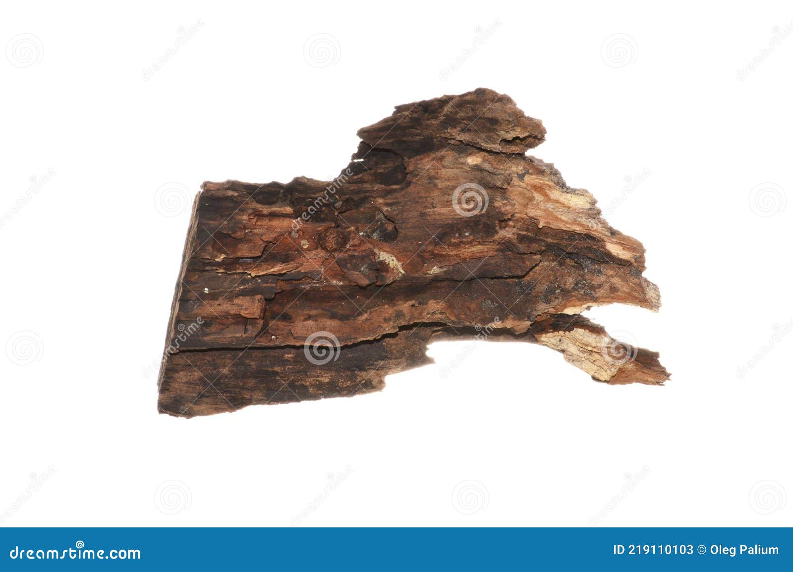 Rotten Tree Isolated on White Background Stock Image - Image of fire ...