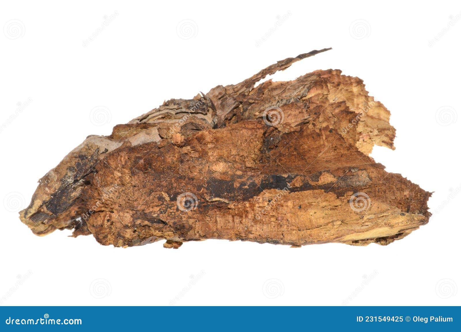 Rotten Tree Isolated on White Background Stock Image - Image of burnt ...