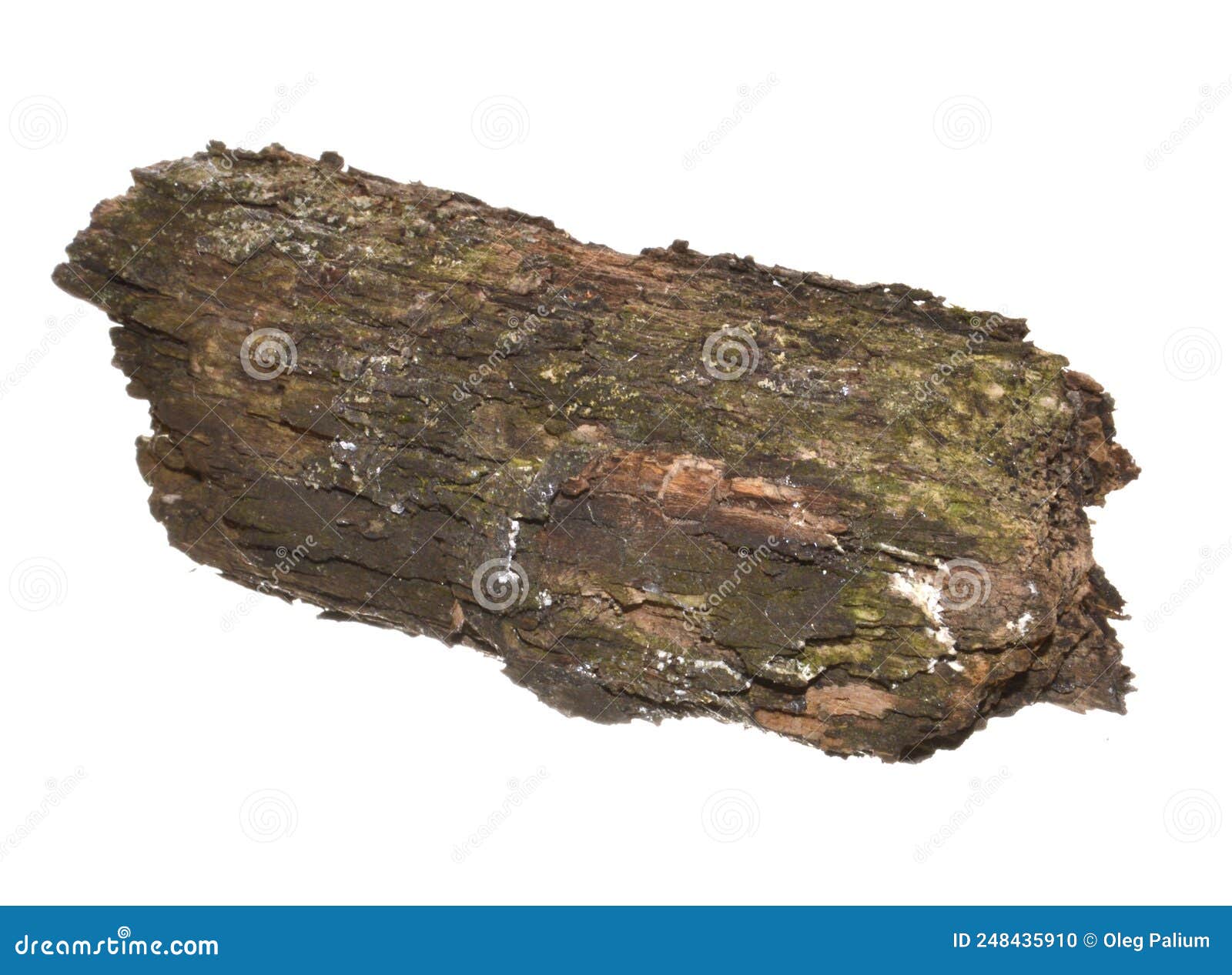 Rotten Tree Isolated on White Background Stock Photo - Image of birch ...