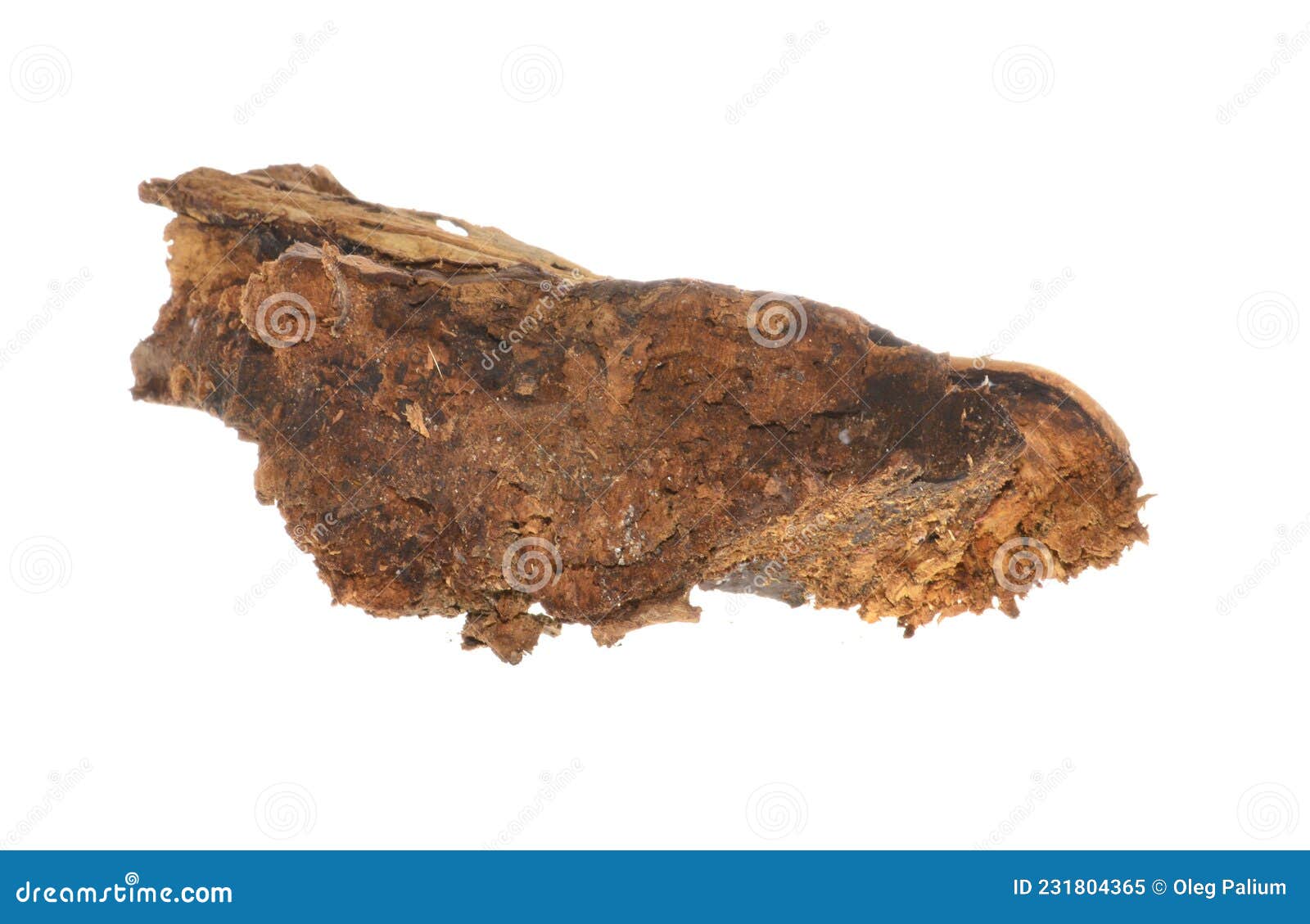 Rotten Tree Isolated on White Background Stock Image - Image of ...