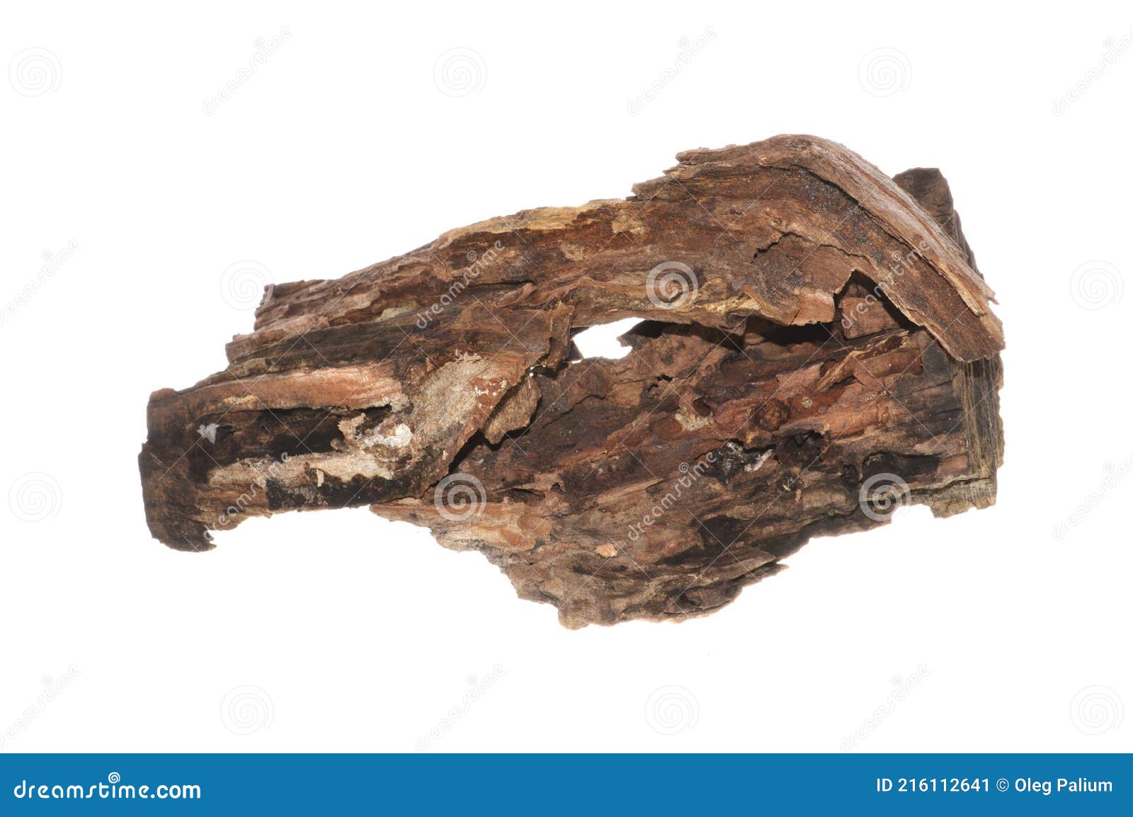 Rotten Tree Isolated on White Background Stock Image - Image of organic ...