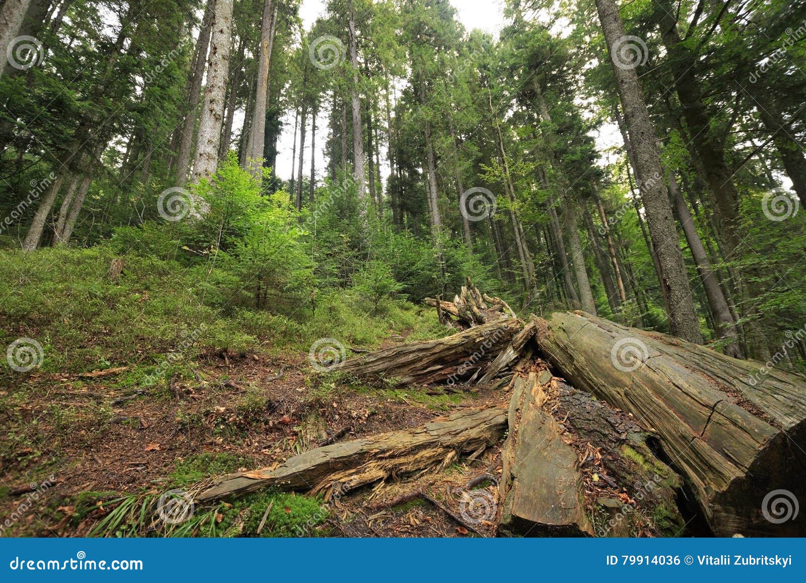 Rotten Tree Landscape stock photo. Image of pine, rotten - 79914036