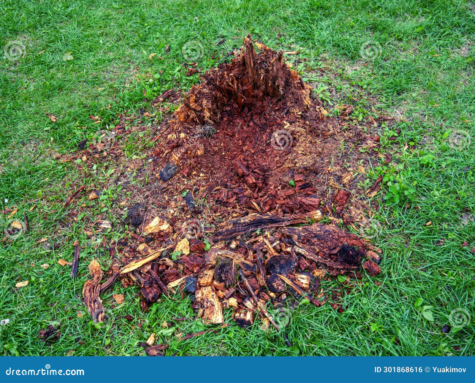 Rotten tree log on grass stock photo. Image of chunk - 301868616