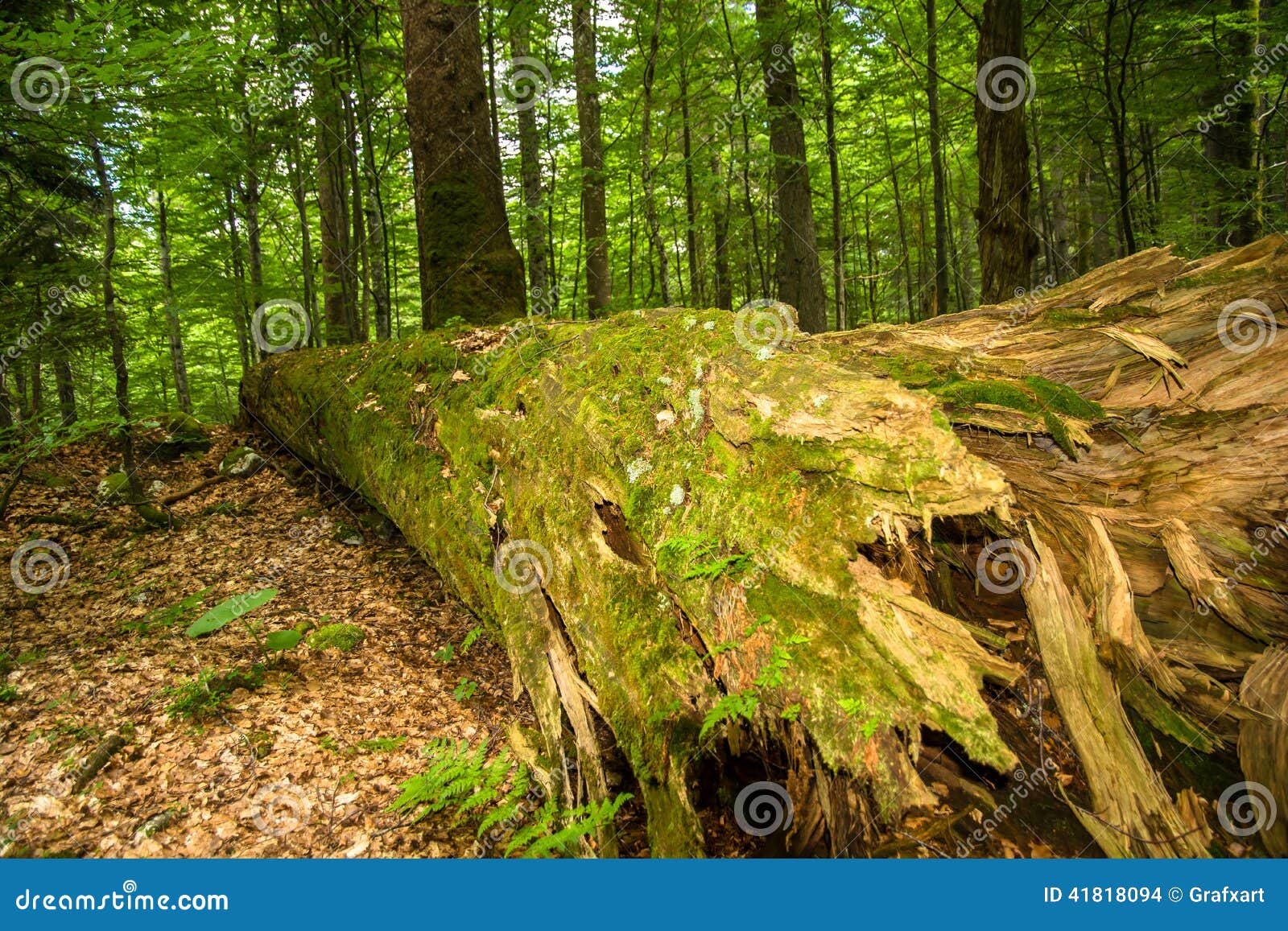Rotten Tree Lying on the Forest Ground Stock Photo - Image of bark ...