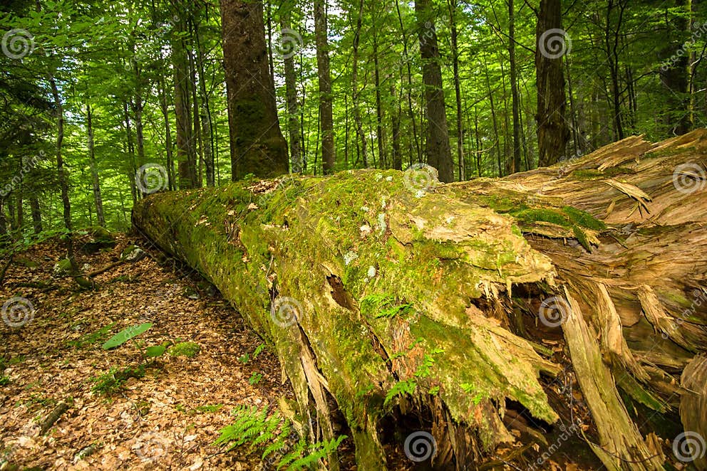 Rotten Tree Lying on the Forest Ground Stock Photo - Image of bark ...