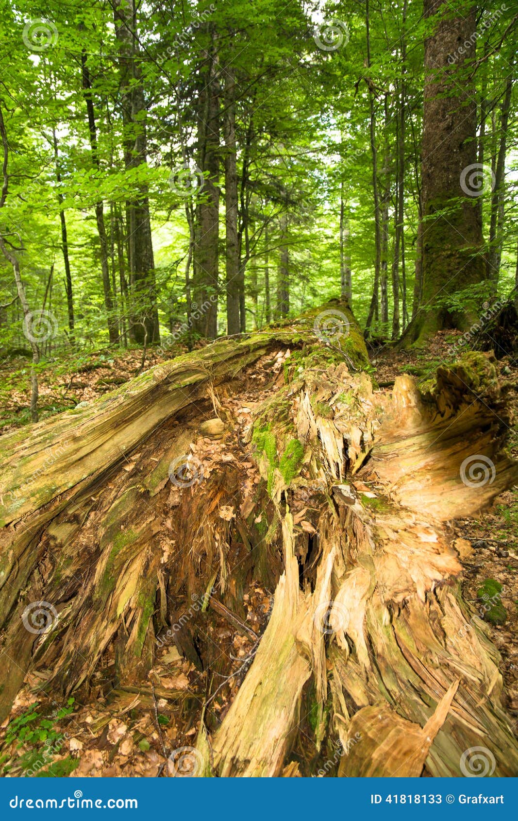 Rotten Tree Lying on the Forest Ground Stock Image - Image of decease ...