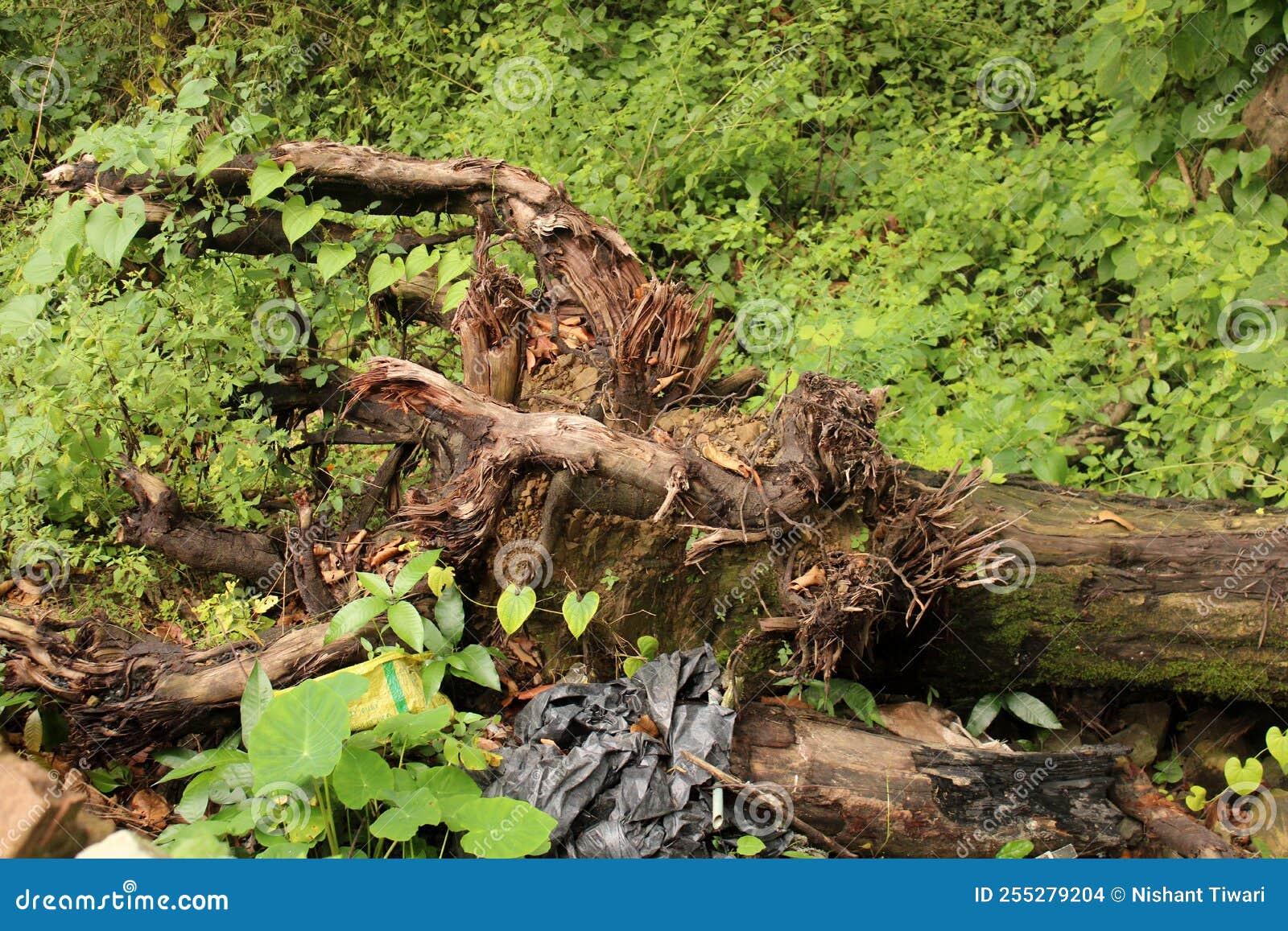 Rotten tree on the ground stock photo. Image of plant - 255279204