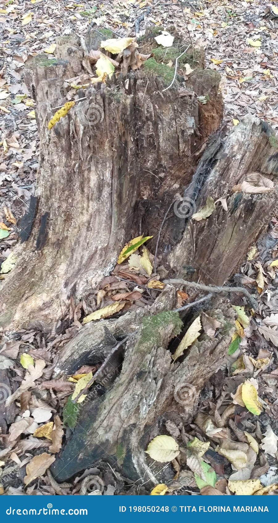Rotten tree n the forest! stock photo. Image of animal - 198050248