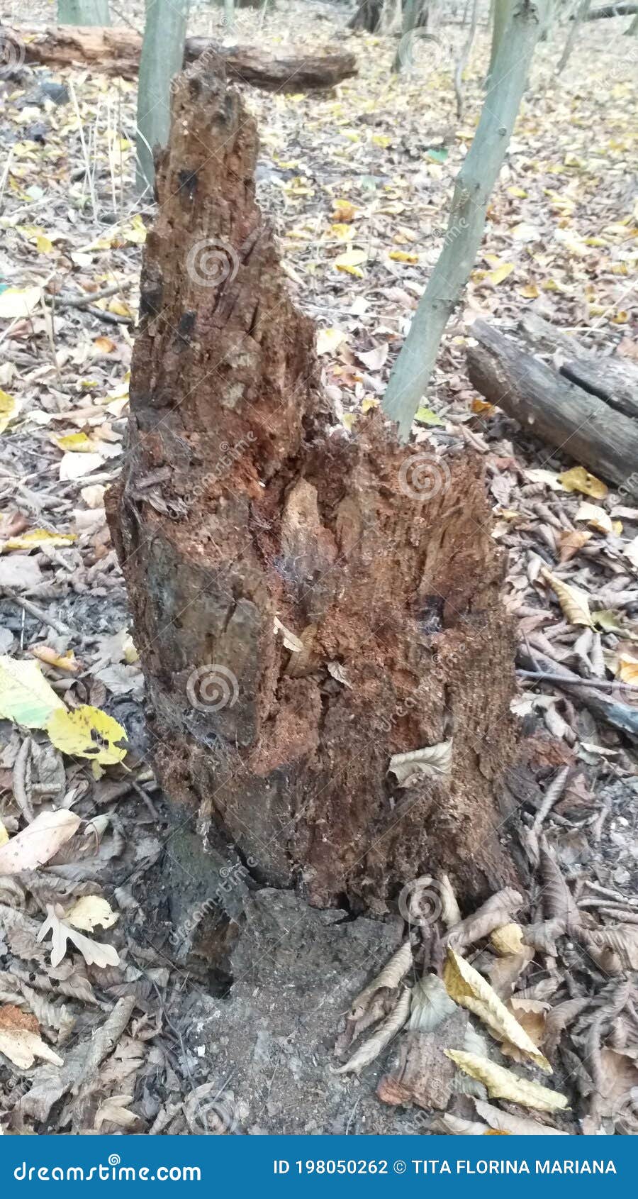 Rotten tree n the forest! stock photo. Image of bird - 198050262