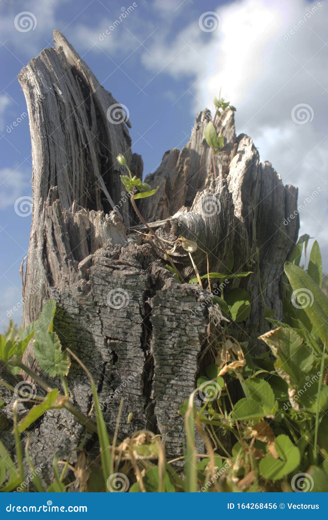 Rotten Tree Root Closer View Stock Photo - Image of closer, root: 164268456
