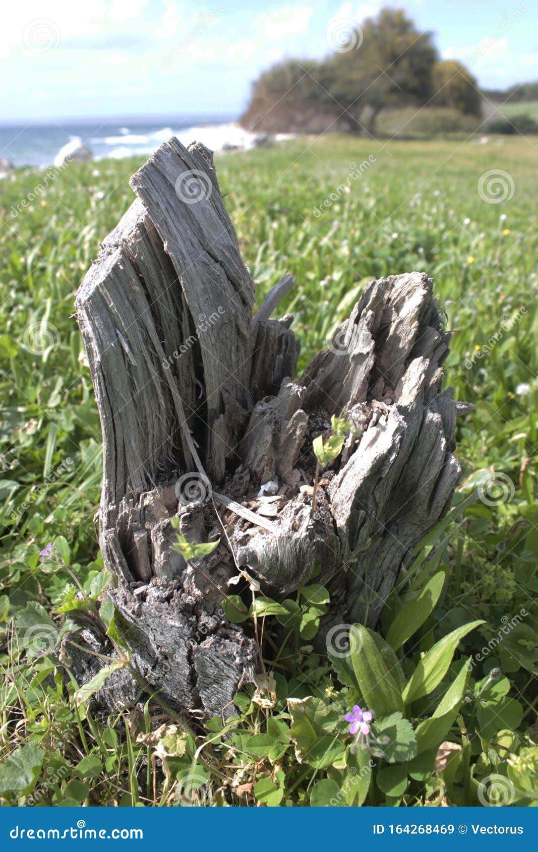 Rotten Tree Root on Grass Surface Stock Image - Image of foliage, tree ...