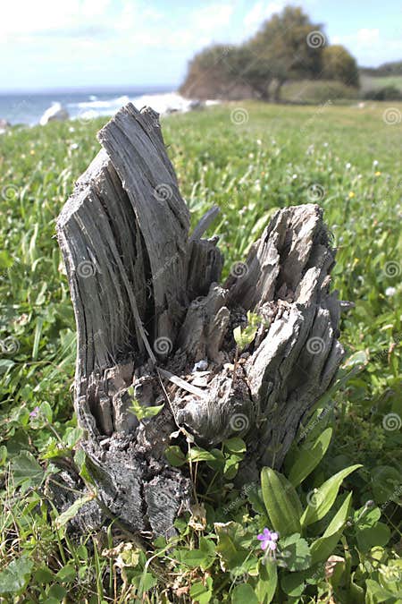 Rotten Tree Root on Grass Surface Stock Image - Image of foliage, tree ...