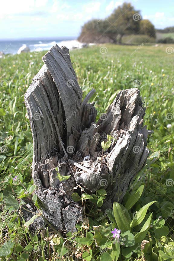 Rotten Tree Root on Grass Surface Stock Image - Image of foliage, tree ...