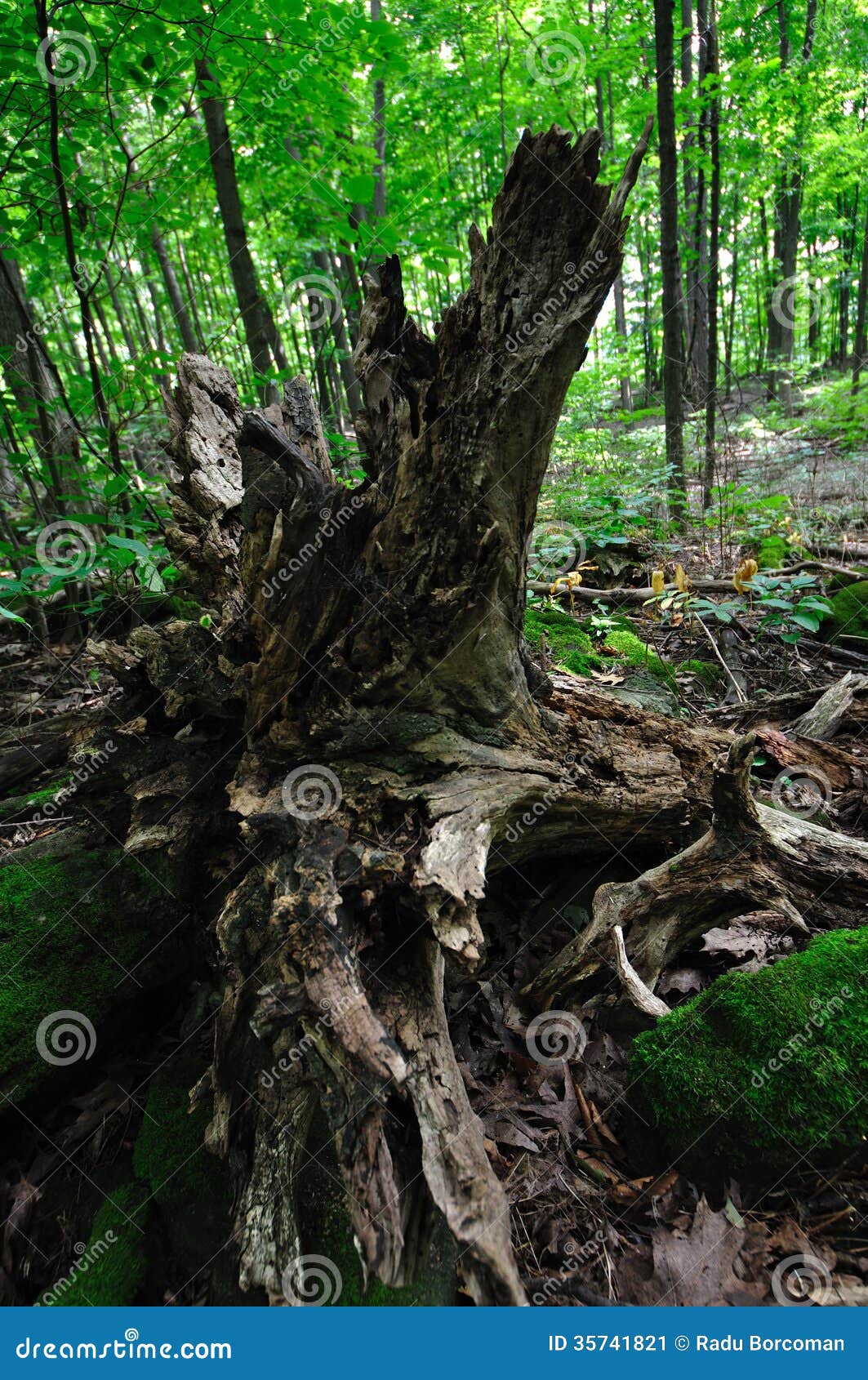 Rotten tree root stock image. Image of pattern, fungus - 35741821