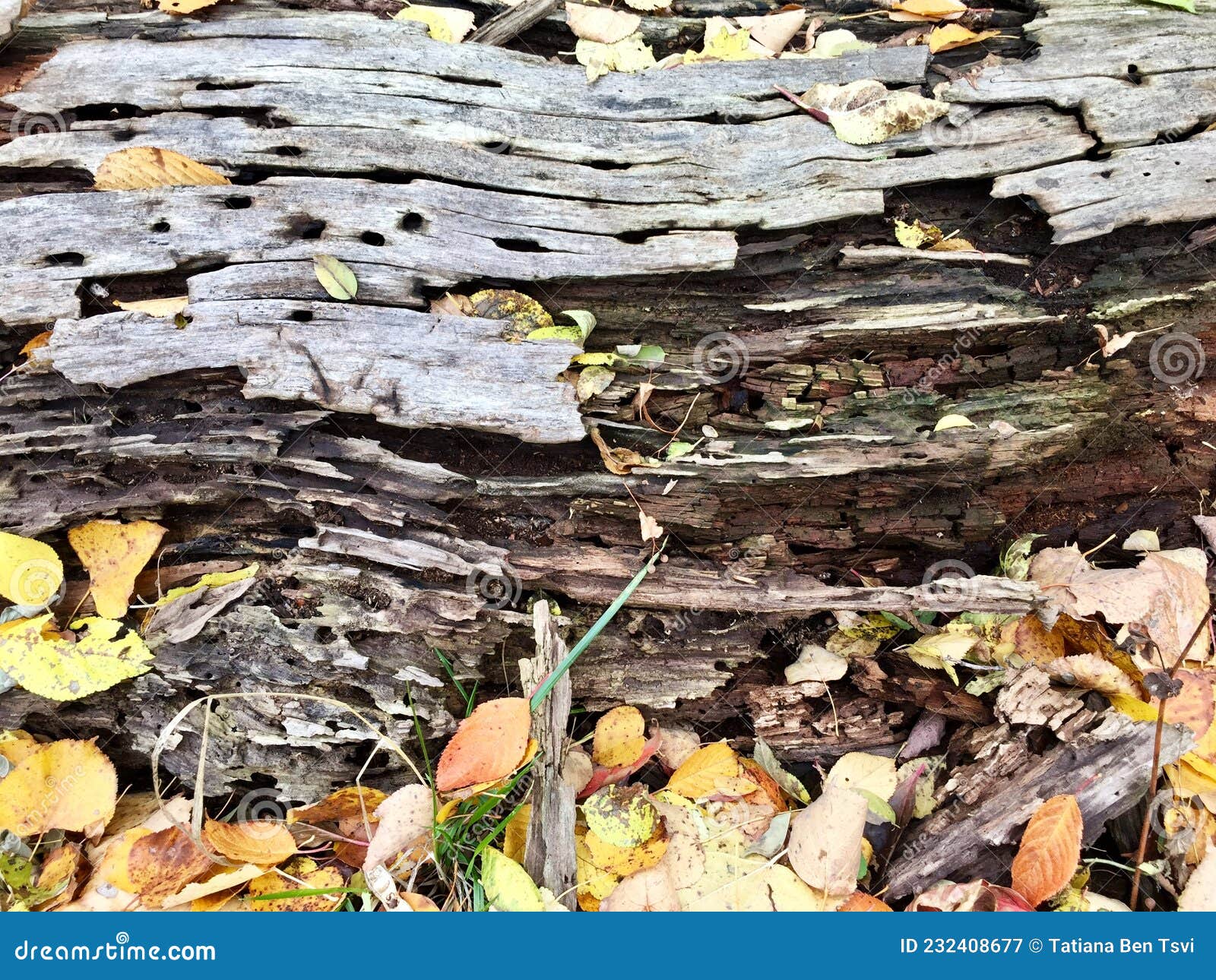 Rotten tree stock image. Image of wilderness, branch - 232408677