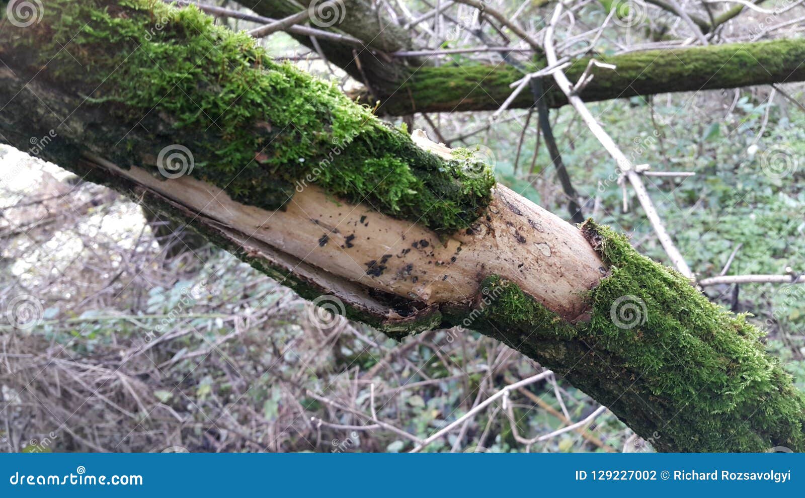 Rotten tree stock photo. Image of forest, moss, thick - 129227002