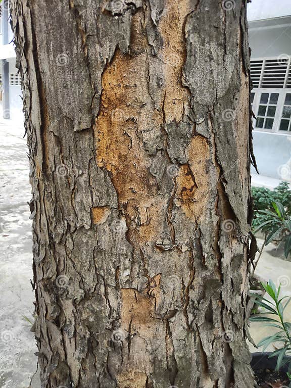 Rotten tree skin stock photo. Image of brown, rotten - 221657466