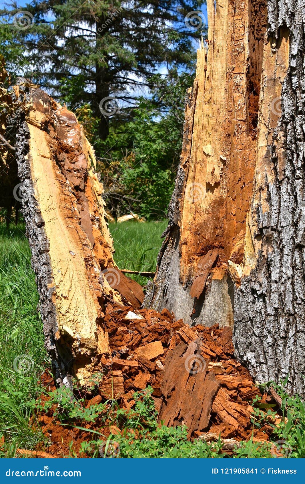 Rotten Tree Splits in Half. Stock Image - Image of nature, trunk: 121905841