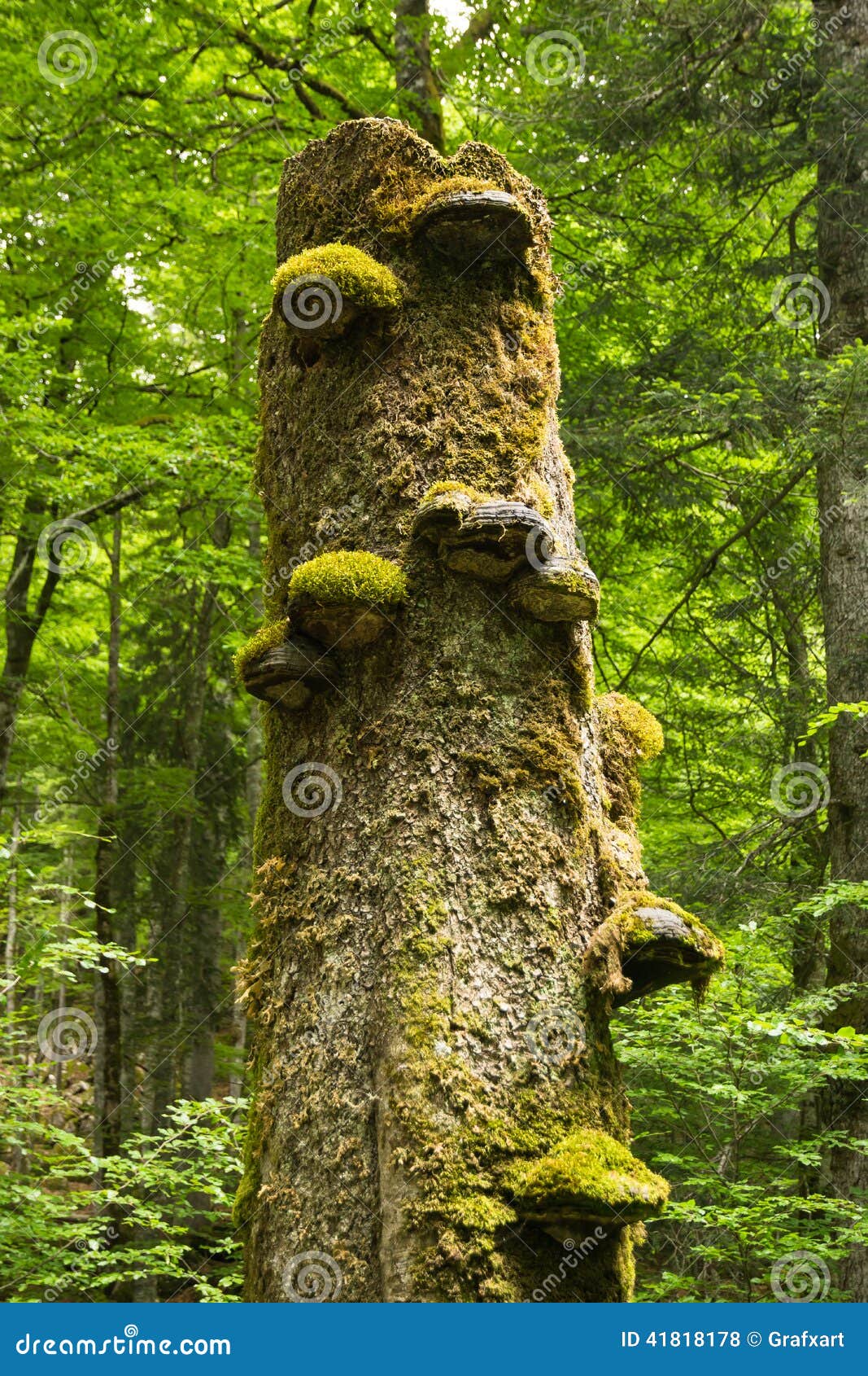 Rotten Tree Stem with Tinder Fungus in the Sunlight Stock Photo - Image ...