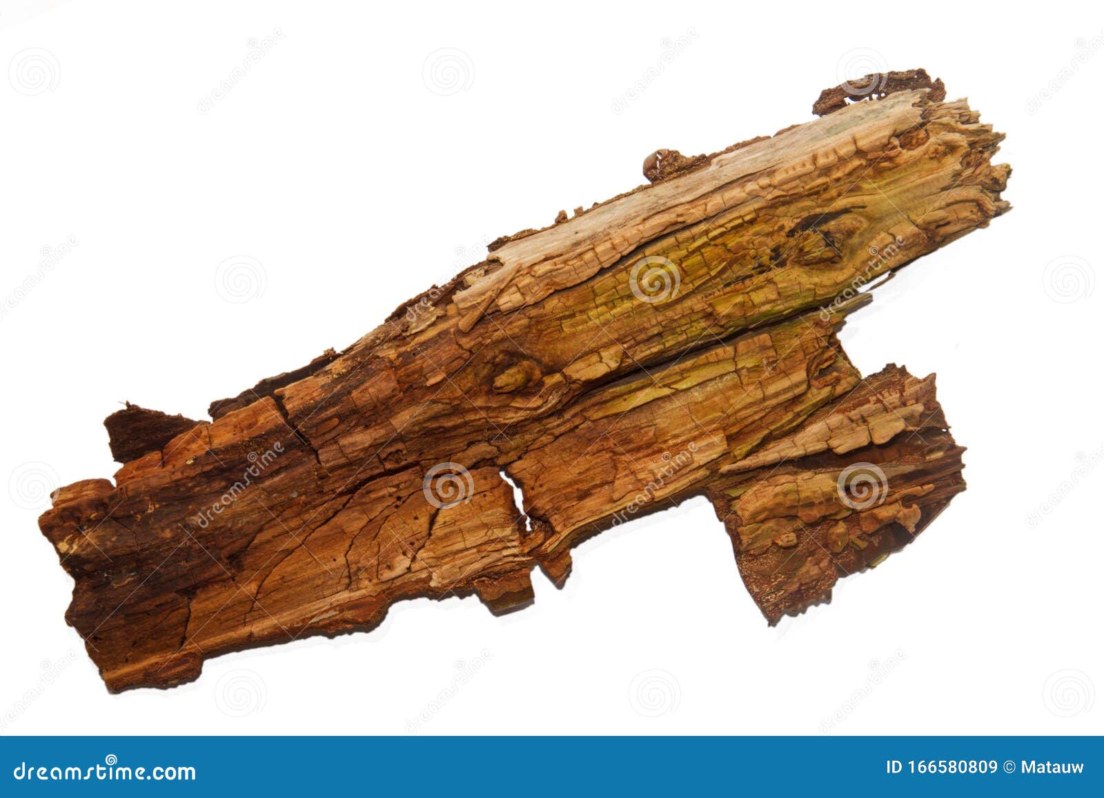 Rotten tree stem on white stock image. Image of cracks - 166580809