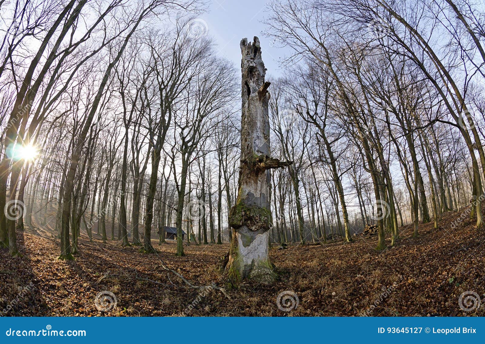 Rotten Tree Stump in a Forest Stock Image - Image of forest, light ...