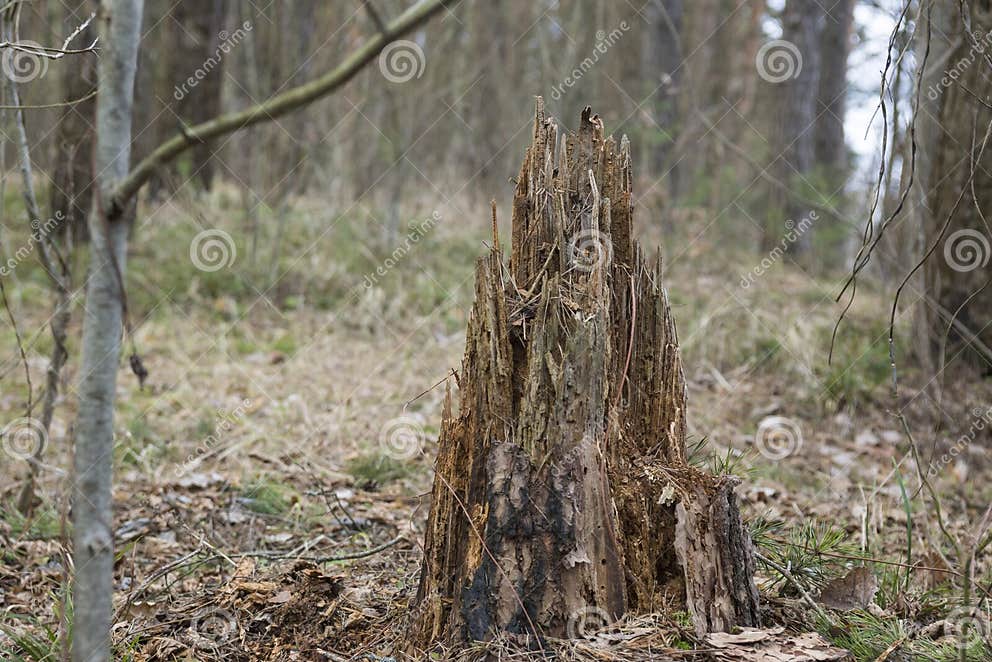 Rotten Tree Stump in the Forest Stock Photo - Image of remains ...