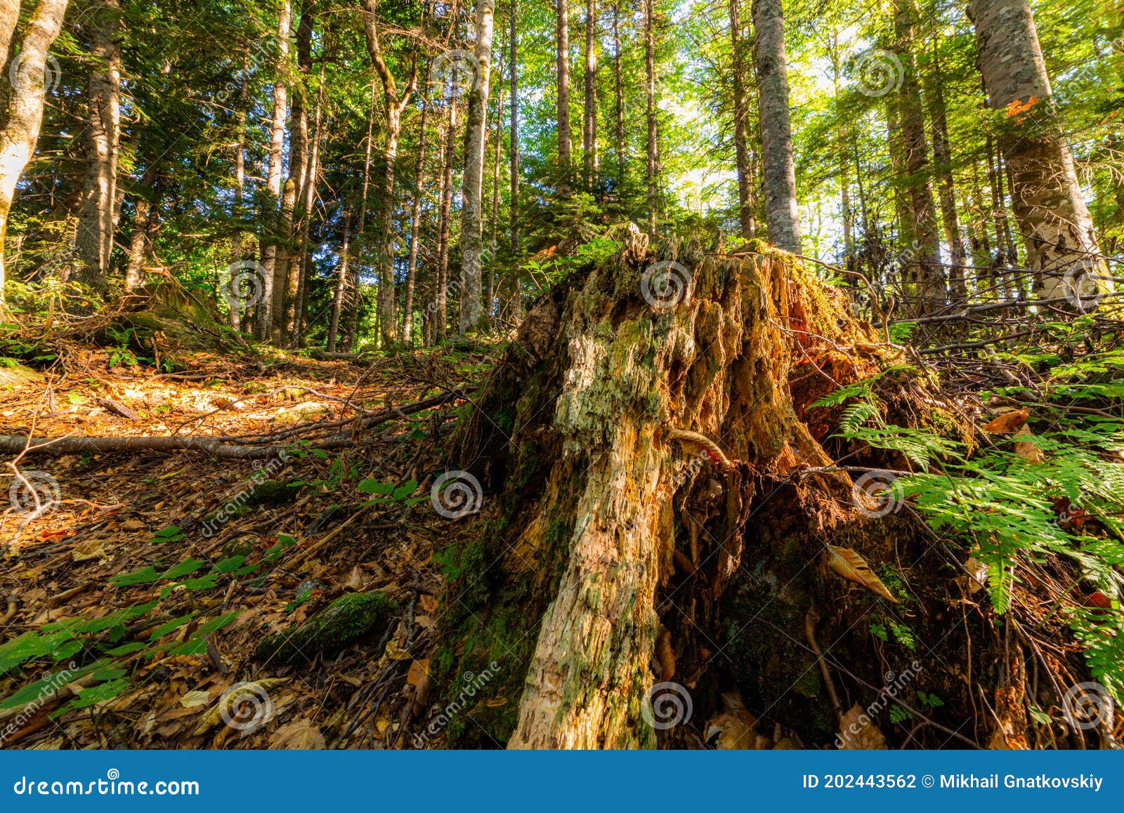 Rotten Tree Stump in the Forest Stock Photo - Image of dead, tree ...