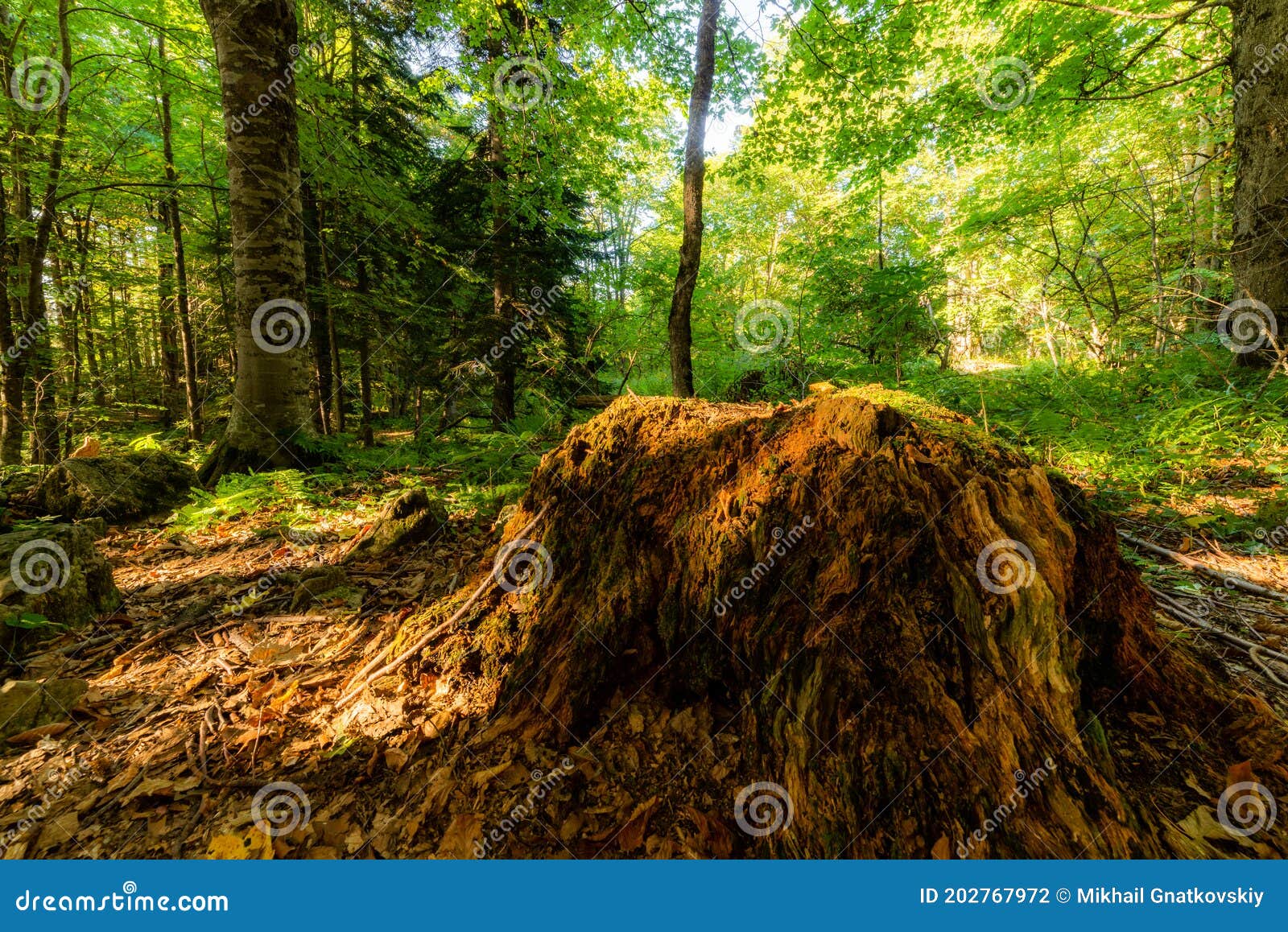 Rotten Tree Stump in the Forest Stock Photo - Image of forest, summer ...