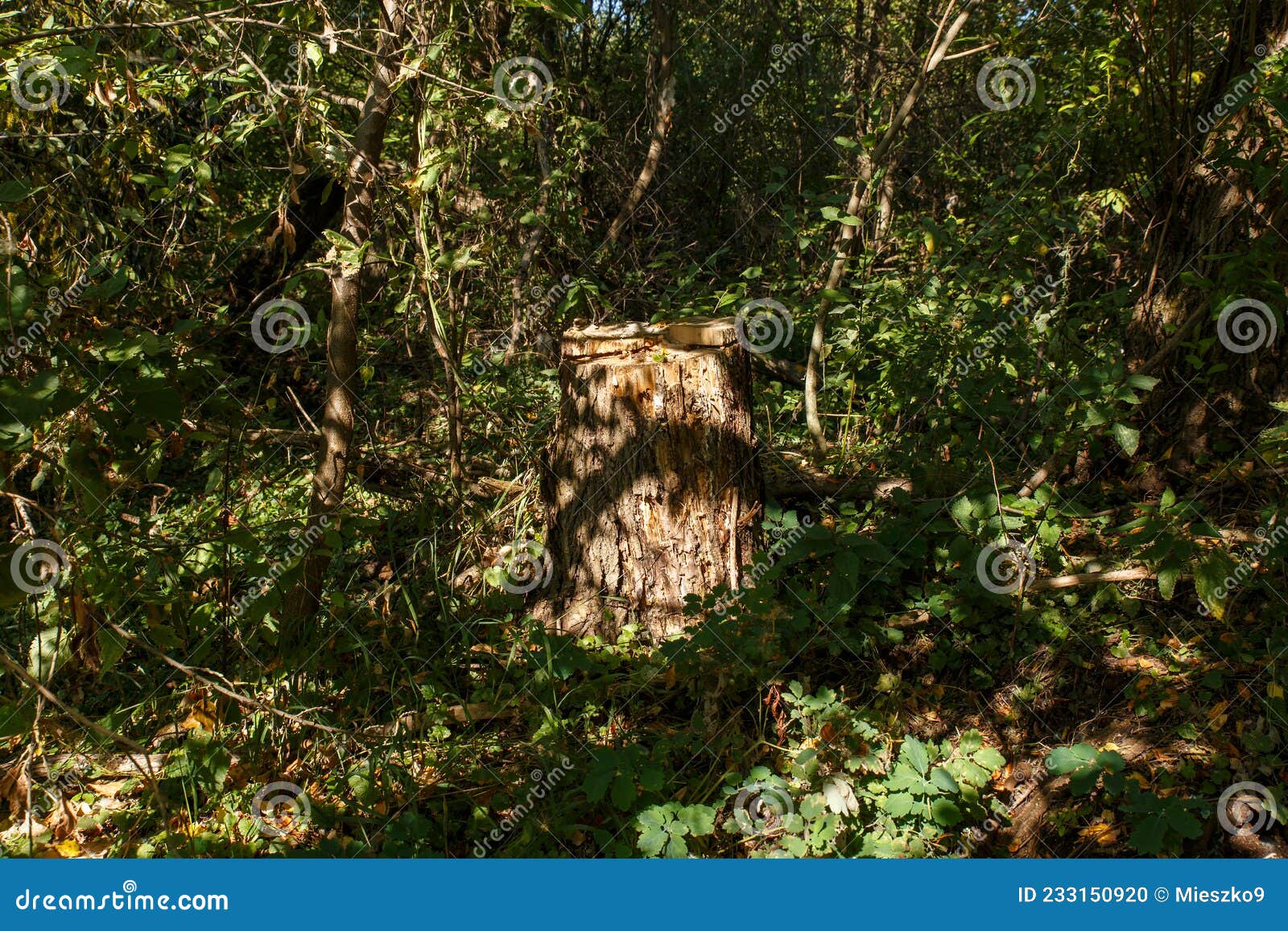 Rotten Tree Stump in the Forest Stock Photo - Image of forest, outdoor ...