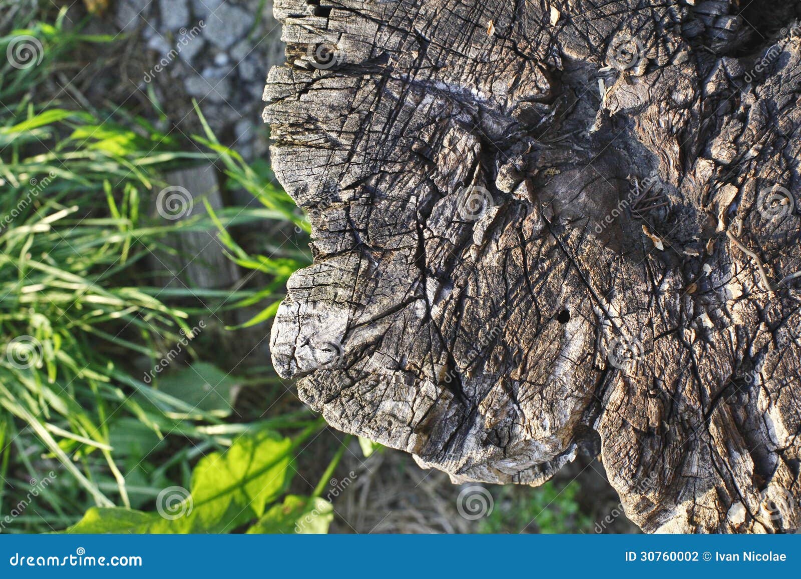 Rotten tree stump stock photo. Image of trees, natural - 30760002