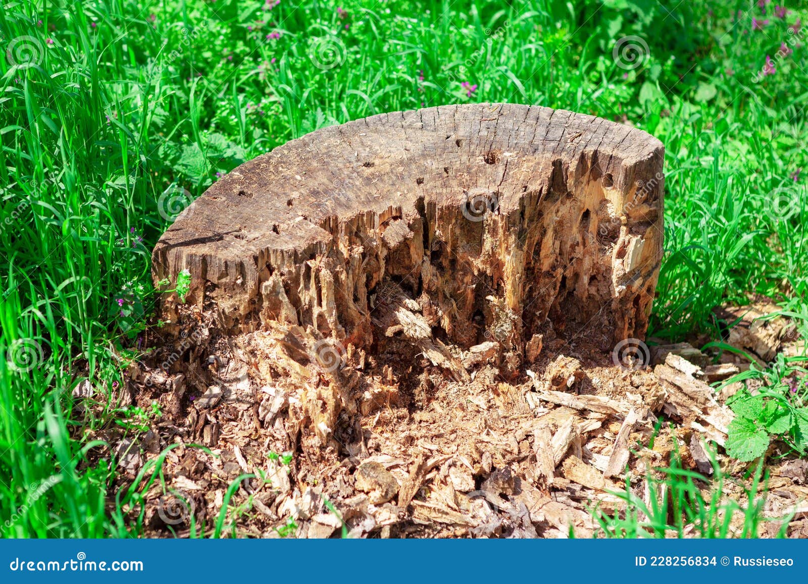 Rotten stump stock photo. Image of bark, logs, outdoor - 228256834
