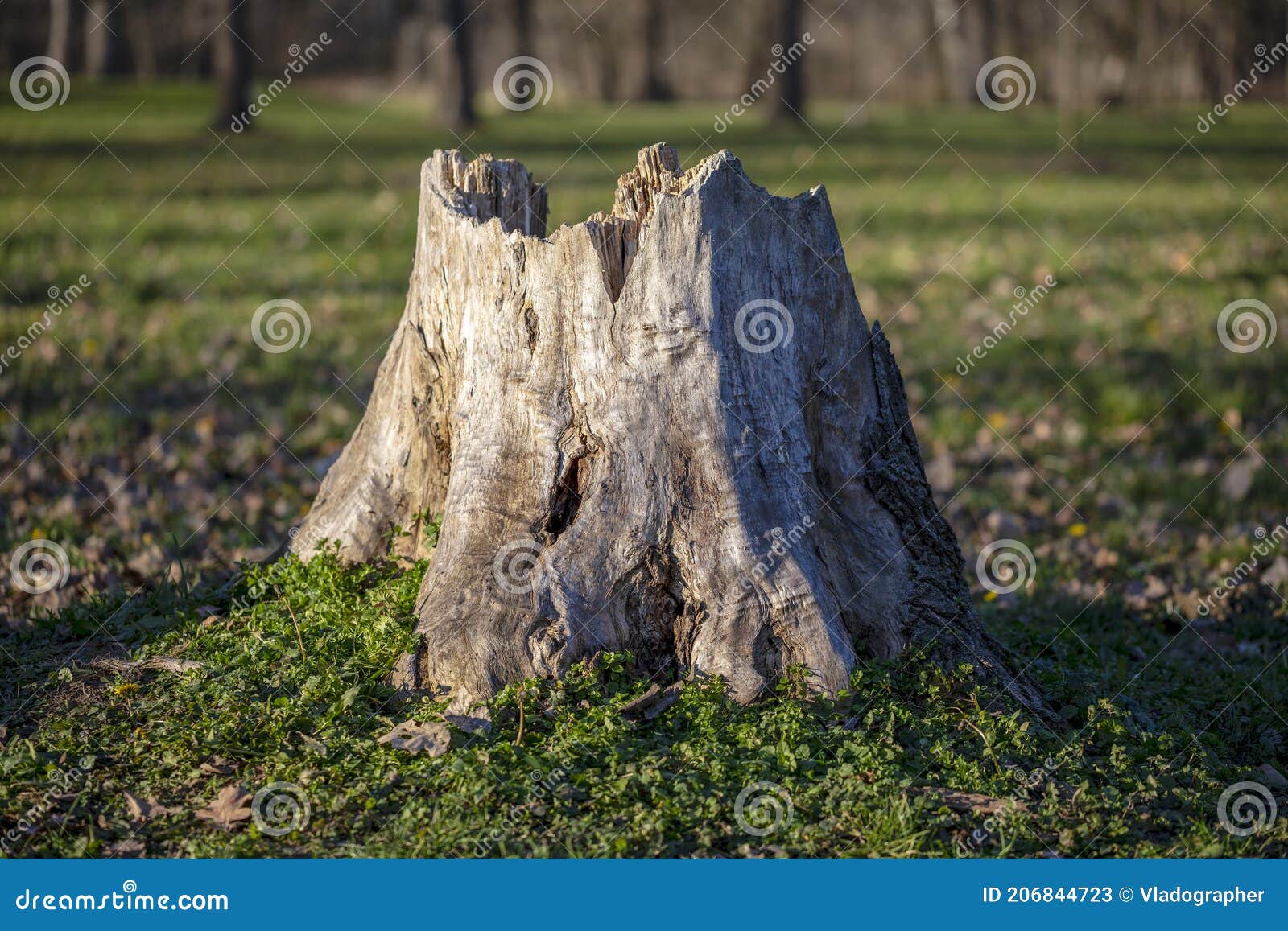 Rotten Tree Stump Horizontal Stock Image - Image of ecology, nature ...