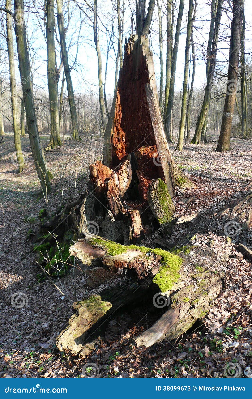 Rotten tree stump stock image. Image of destruction, broken - 38099673