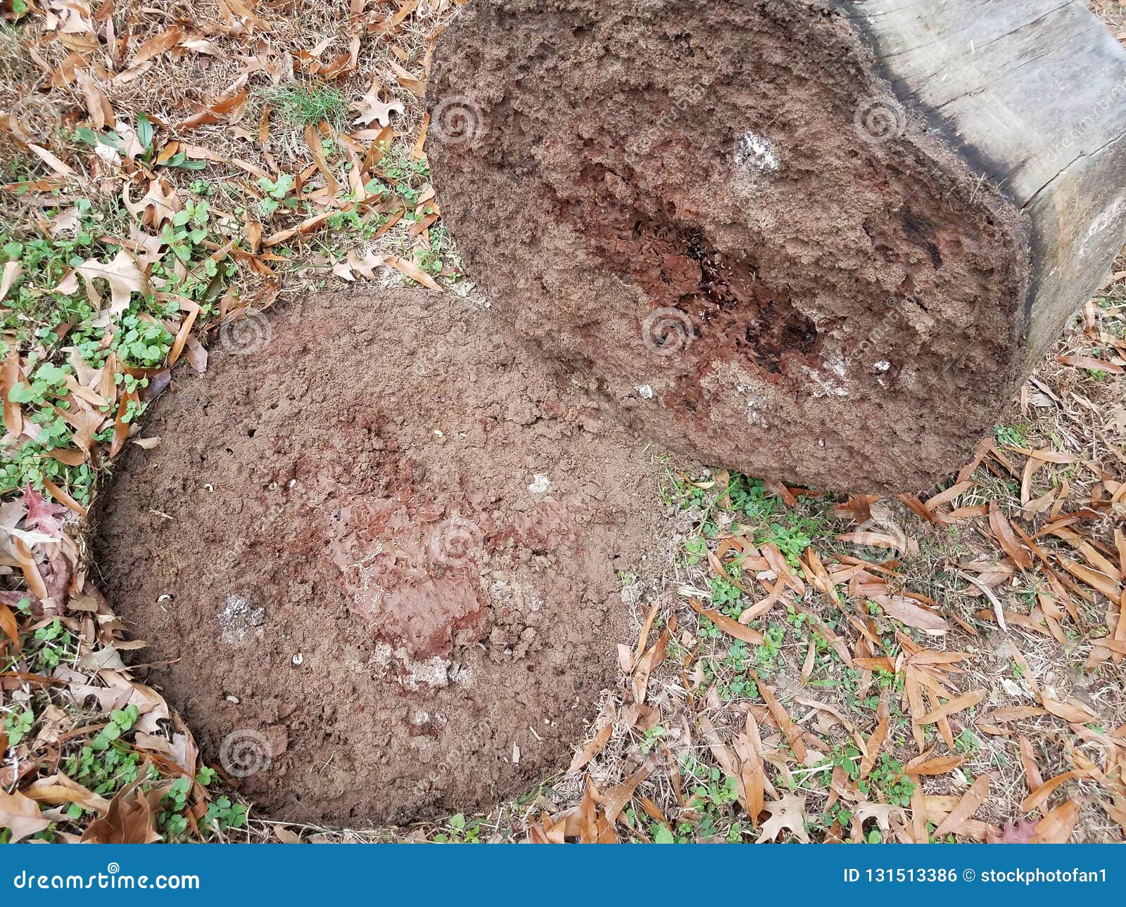 Rotten Tree Stump and Termites in Dirt Stock Photo - Image of rotten ...
