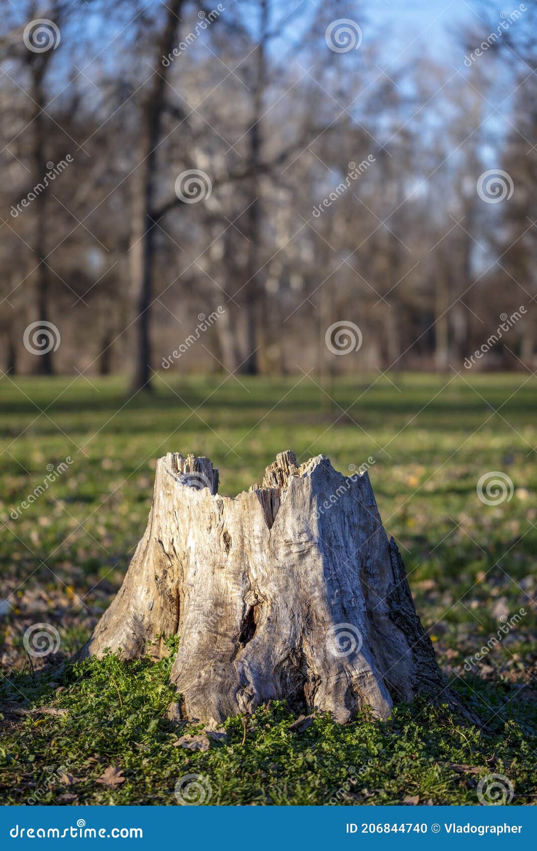 Rotten Tree Stump Vertical stock photo. Image of forestry - 206844740