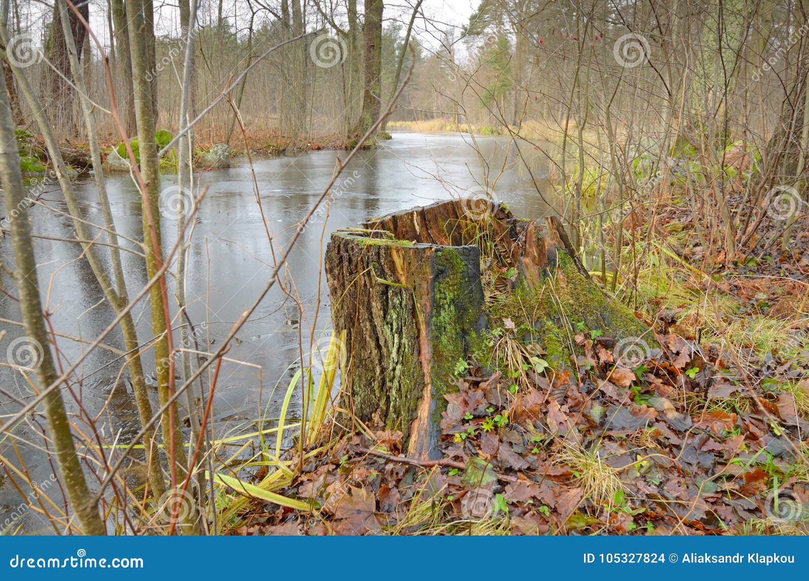 A Rotten Tree Stump in the Woods. Stock Photo - Image of nature, leaves ...