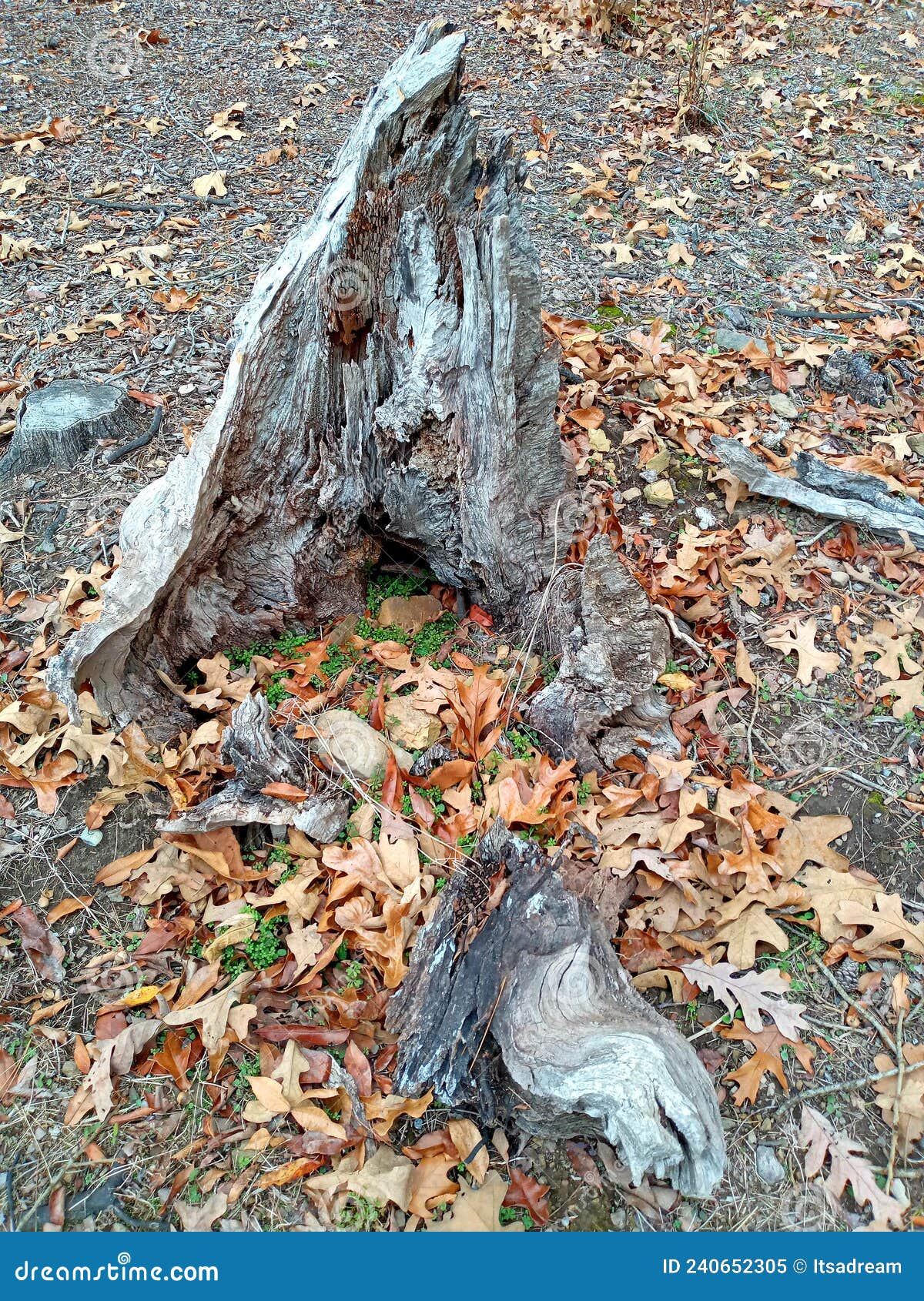 Rotten tree trunk editorial image. Image of rotten, decay - 240652305