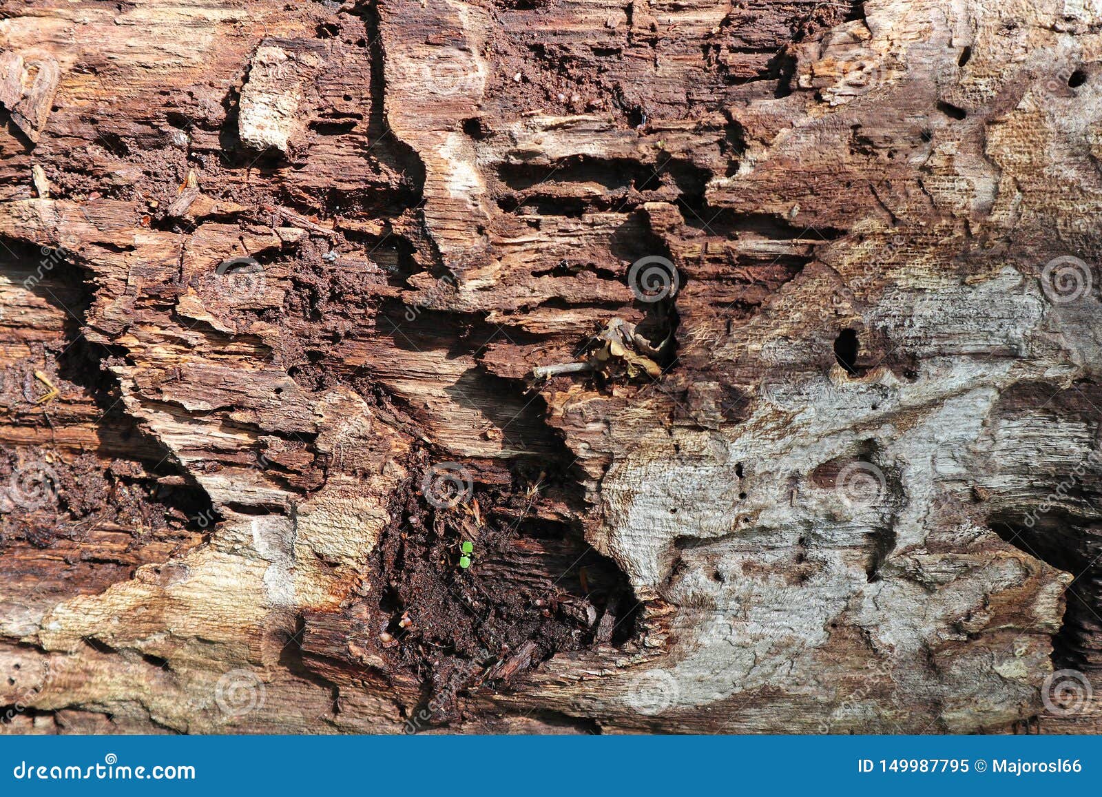 Rotten tree trunk closeup stock image. Image of autumn - 149987795